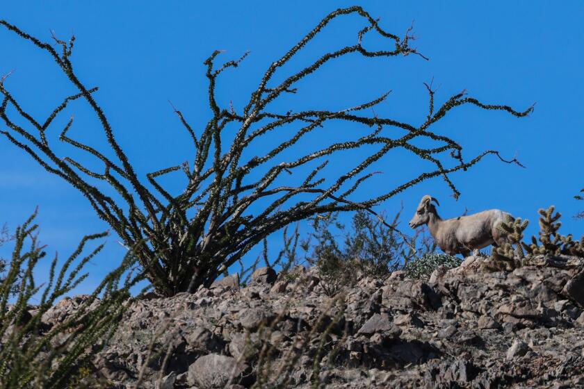 As feared, endangered sheep dies after getting entangled in razor wire ...