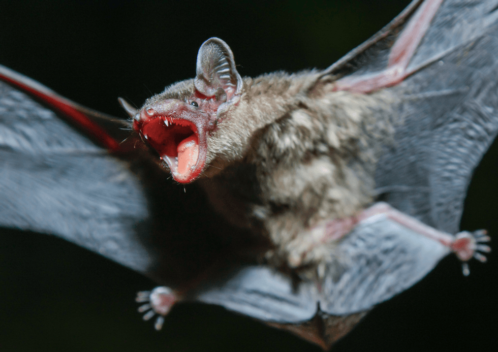 Volunteers collecting bat poop for LA County Natural History Museum