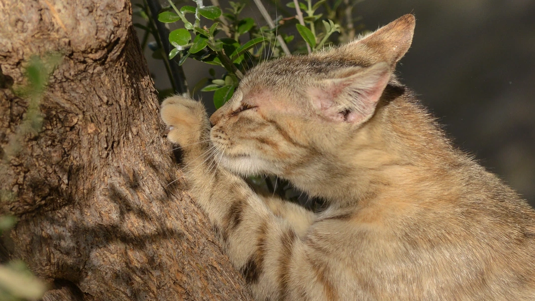 8 reasons your cat bumps you
