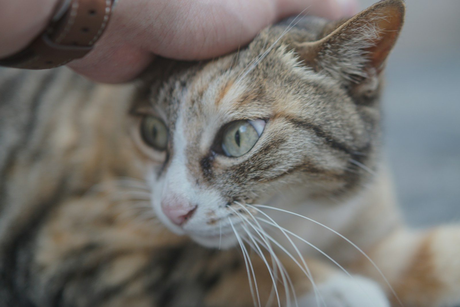 Why do cats headbutt you when you are feeling down?