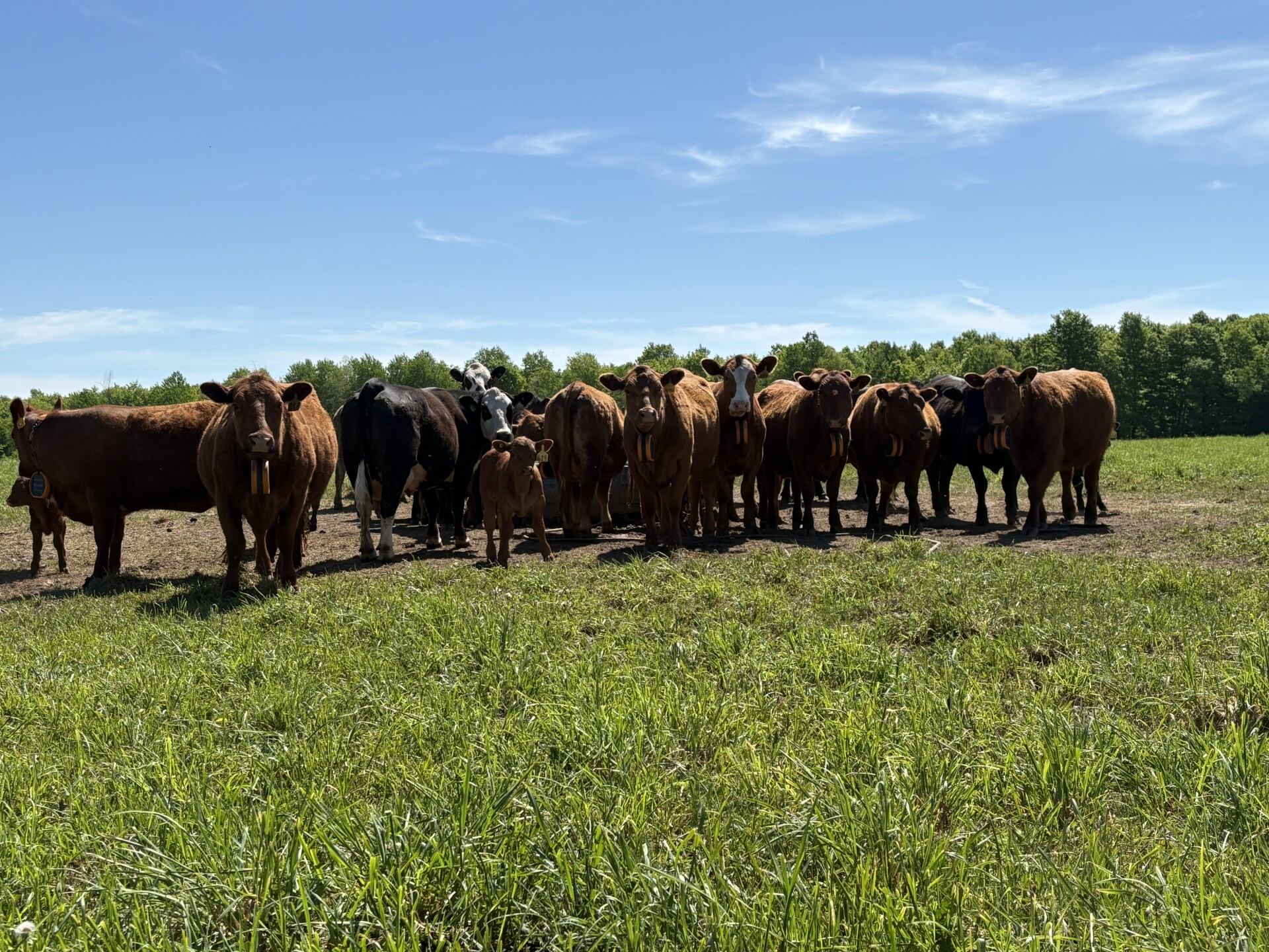 MDARD partner with Log Cabin Livestock to implement regenerative ...