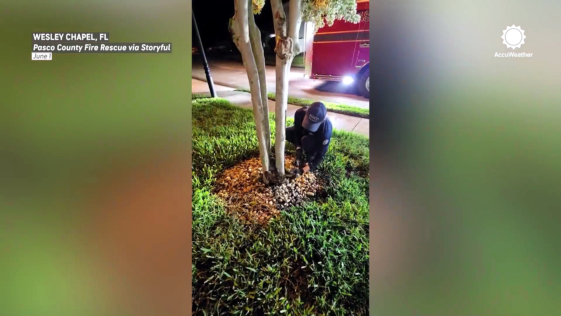 Florida firefighters rescue owl stuck in tree