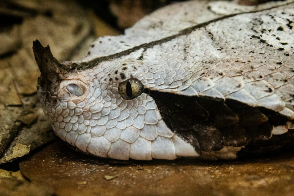 7 of the largest vipers found in the world