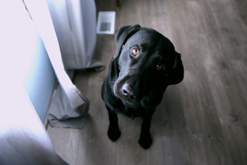 Woman adopts lab puppy and is stunned by what the DNA test reveals