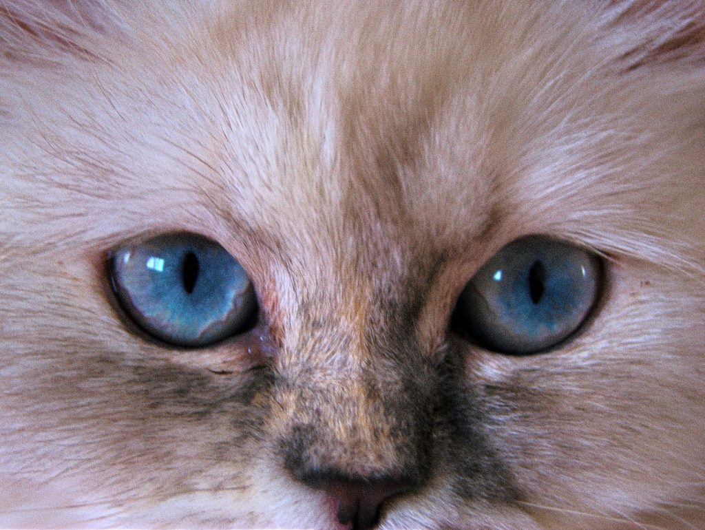 Why do some rare cats have two different eye colors?