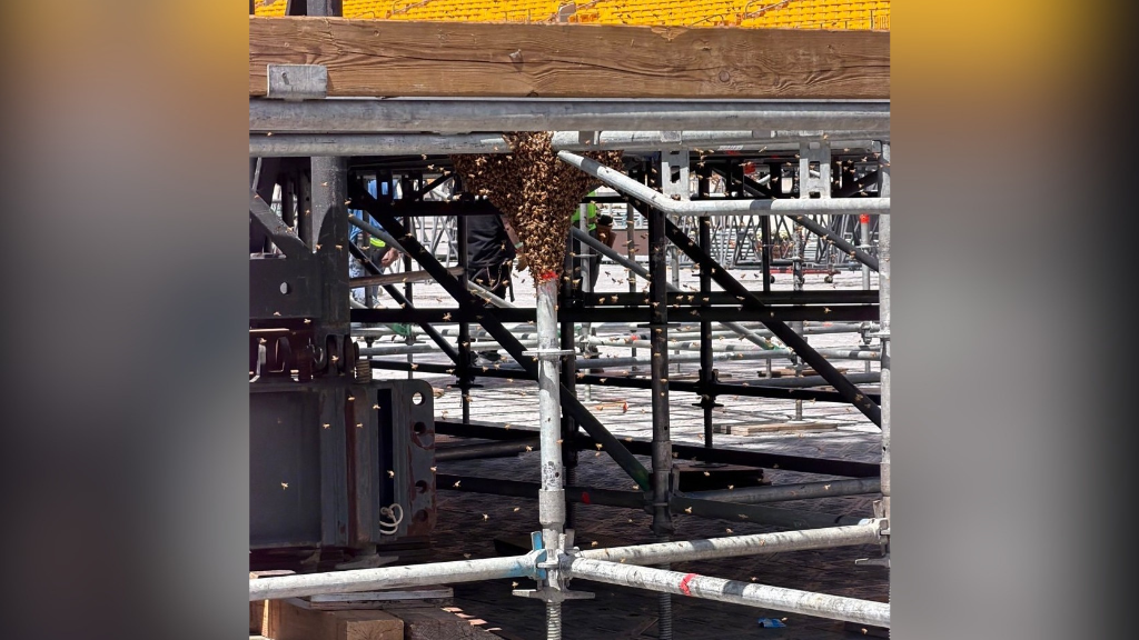 About 5 pounds of bees removed from Pittsburgh stadium scaffolding ...