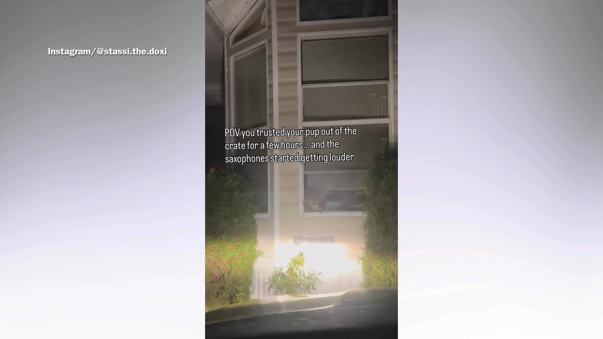Dachshund breaks through window screen when home alone