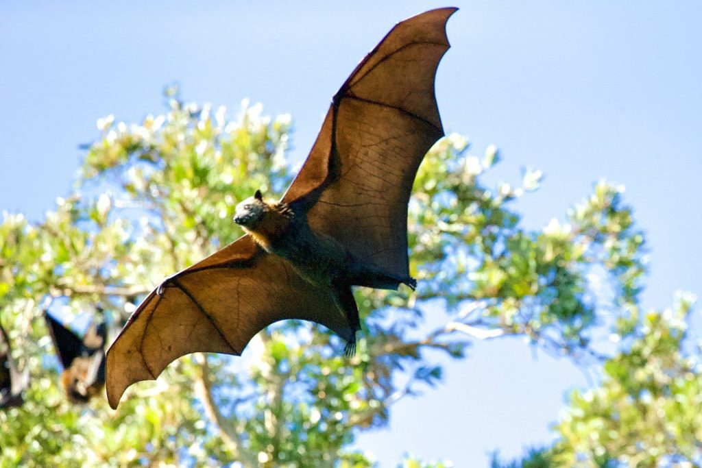 7 animals that are surprisingly protected around your home