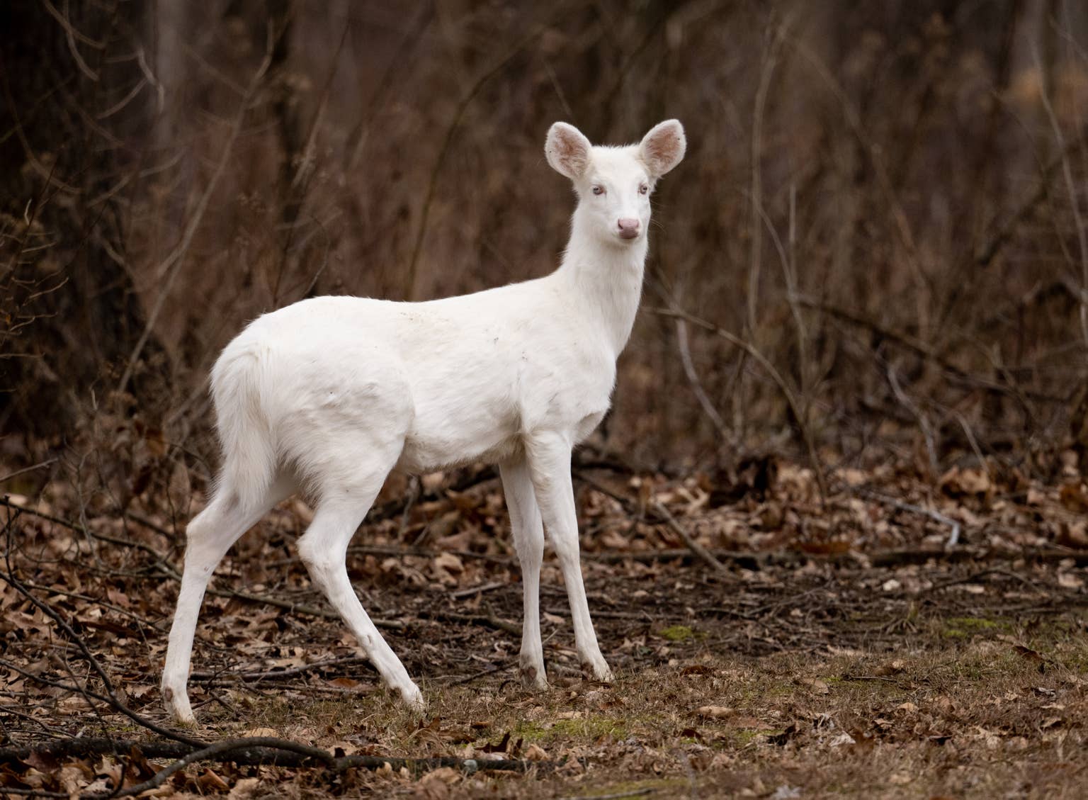 Albino deer and her rare white fawn spotted in neighborhood