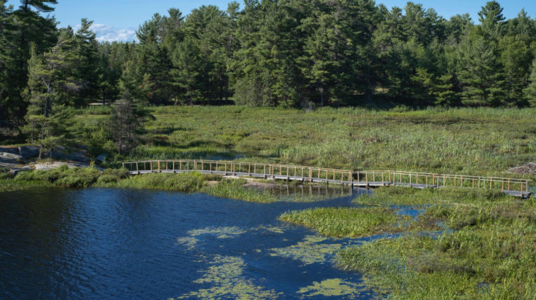 North Carolina's sprawling bog is a scenic and peaceful birding destination