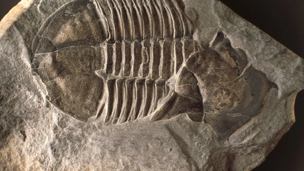 Cambrian fossils confirm bryozoans’ presence 520 million years ago