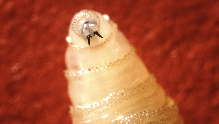 USDA confirms first case of New World screwworm in south Texas