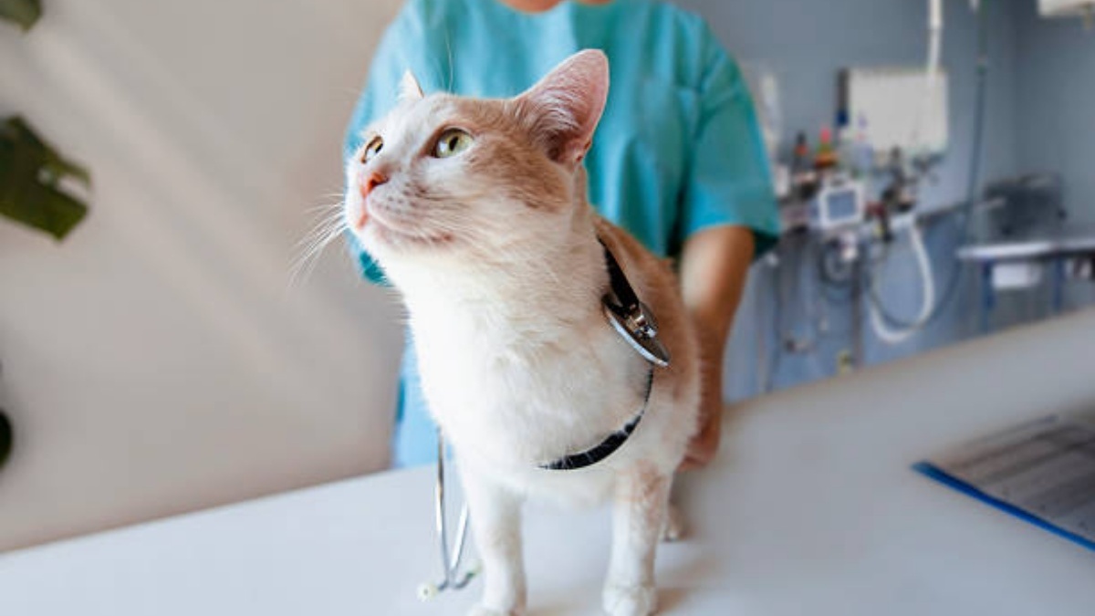 Veterinary experts reveal the core vaccines every cat should receive