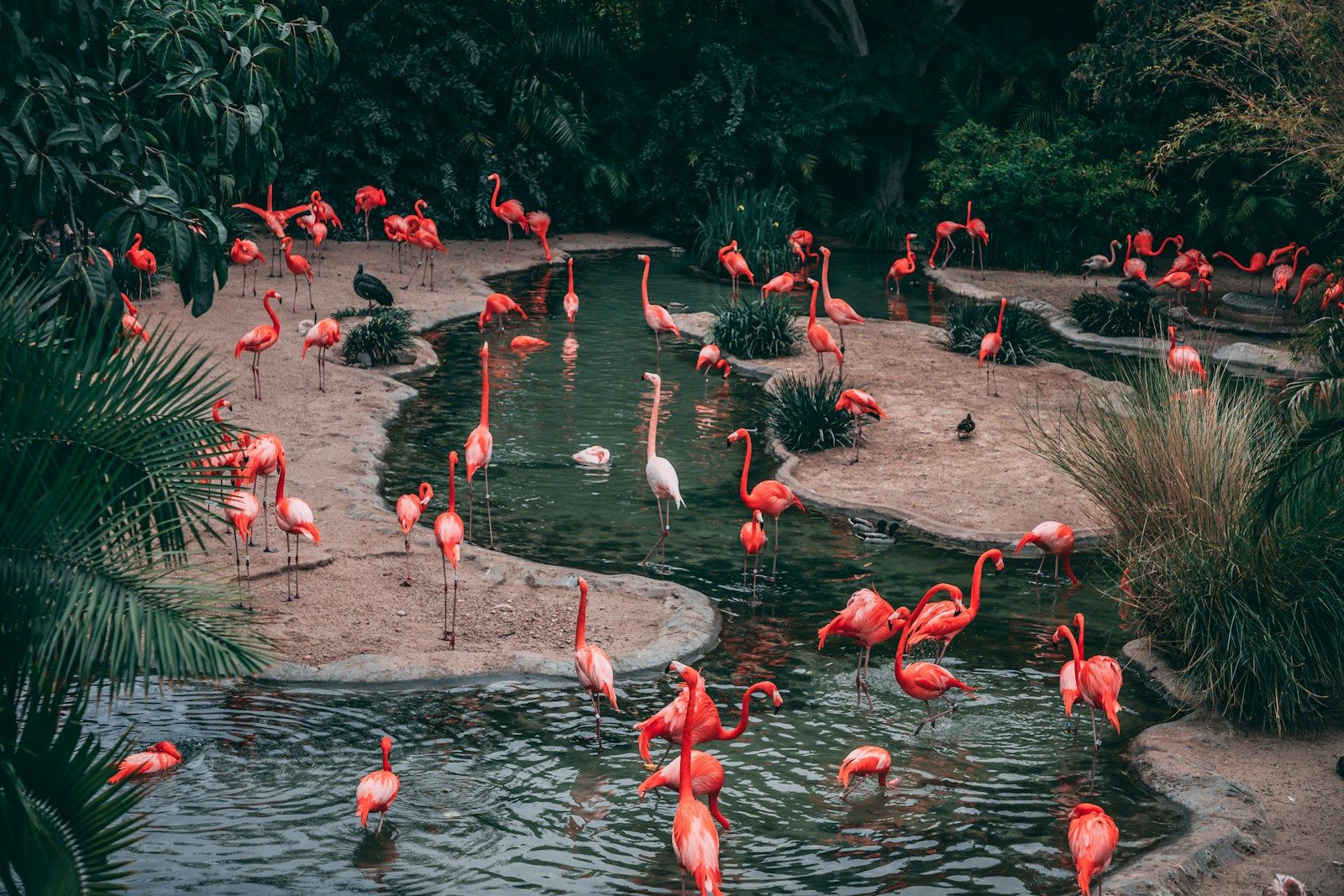 The fascinating animals that once lived at Neverland Ranch