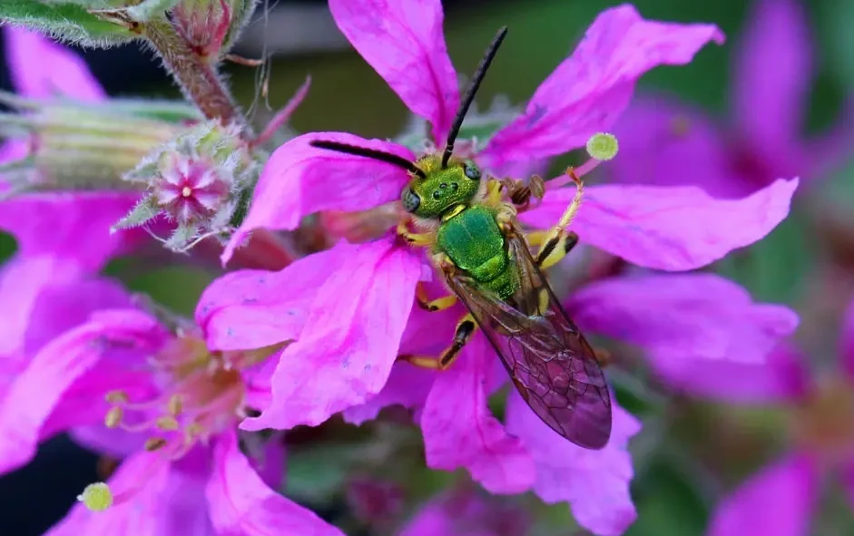 Scientists confirm sweat bees change color with humidity