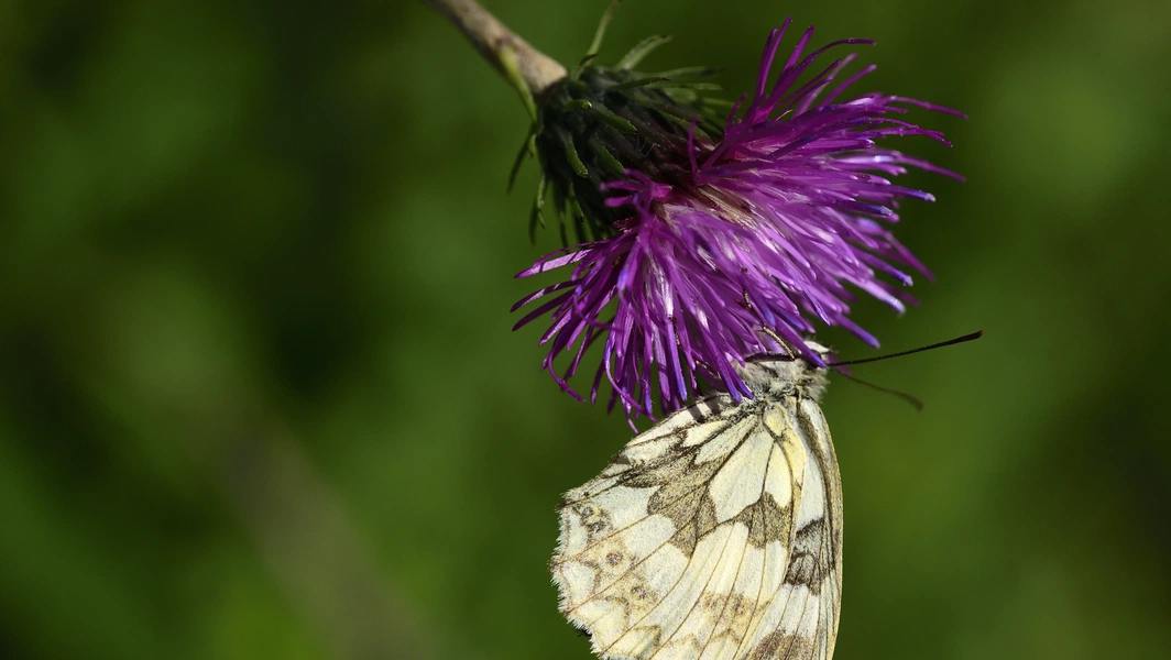 Swiss study reveals 90-year beetle decline and partial recovery