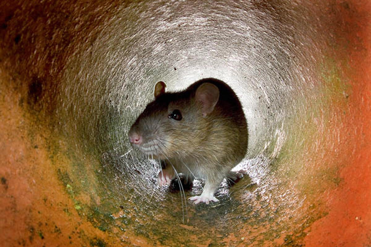 IRS staff sit on desks over Georgia office rat crisis, witness says
