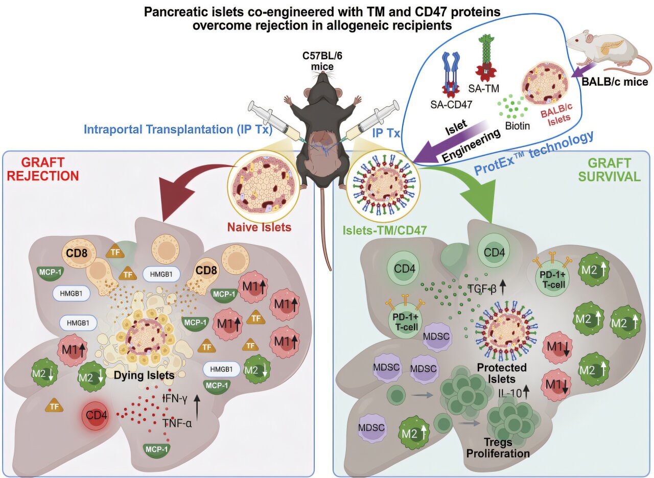Retraining the immune system to treat type 1 diabetes