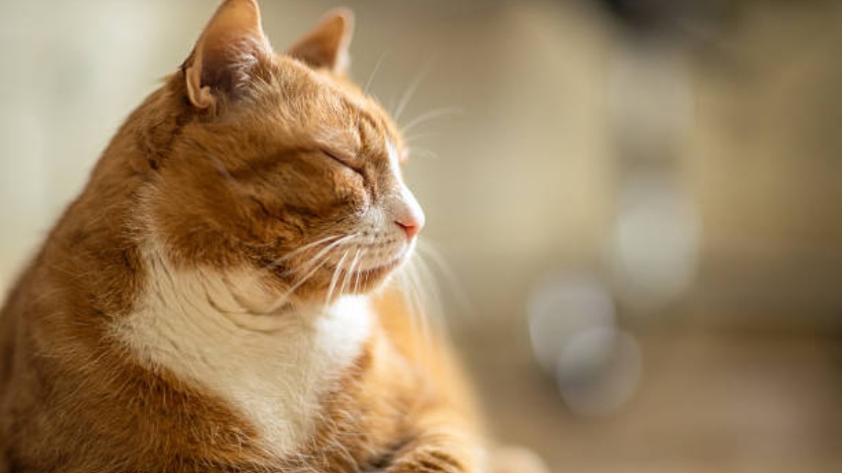 The 6 sounds your cat makes only for you (and what each one really ...