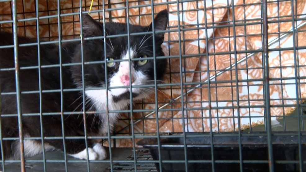 Rescue group races to save feral cats before demolition for proposed ...