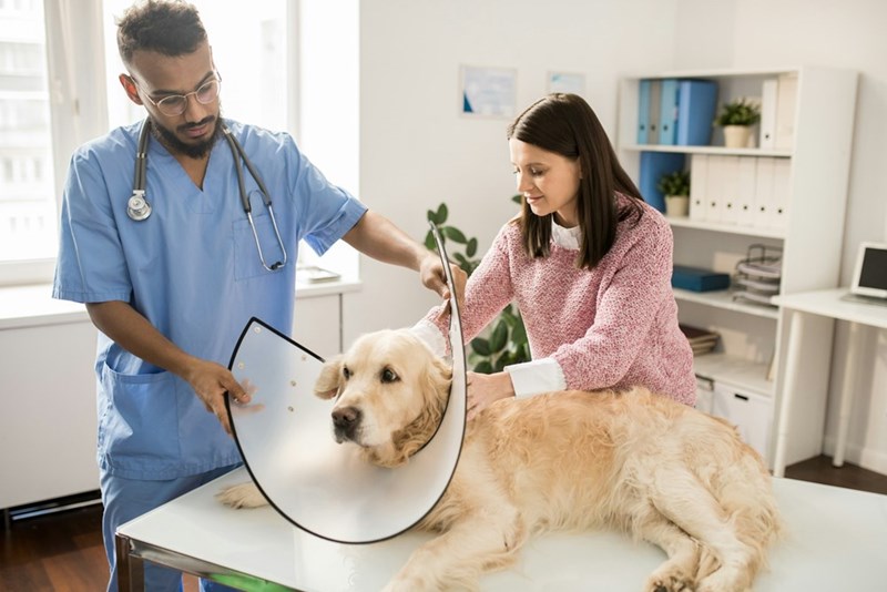 Woman refuses to pay $2,200 vet bill after sister hides dog's medical ...