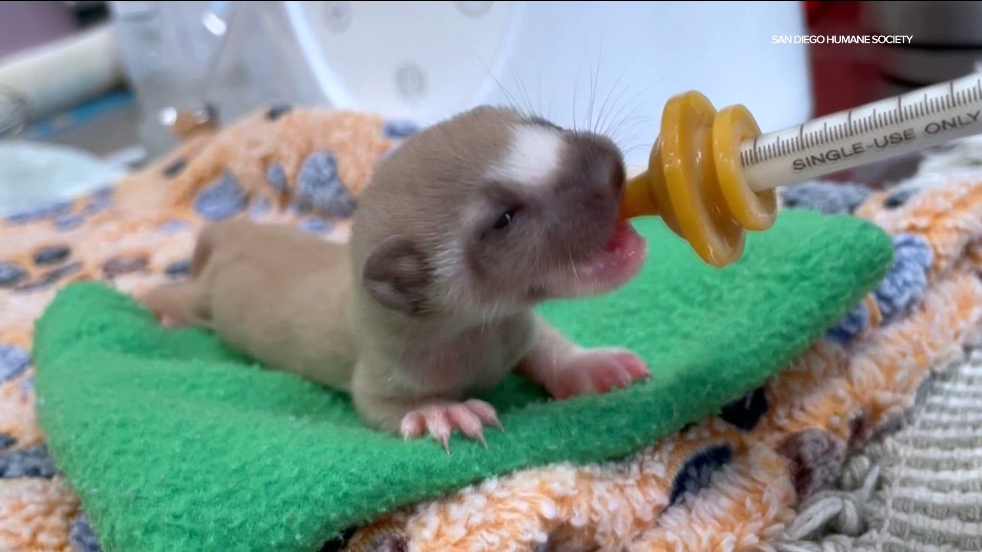 Rehabilitated, orphaned long-tailed weasel returns to wild