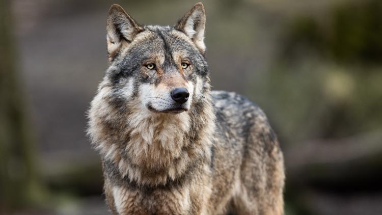 Zookeepers hospitalized after reported wolf attack at northwest Indiana zoo