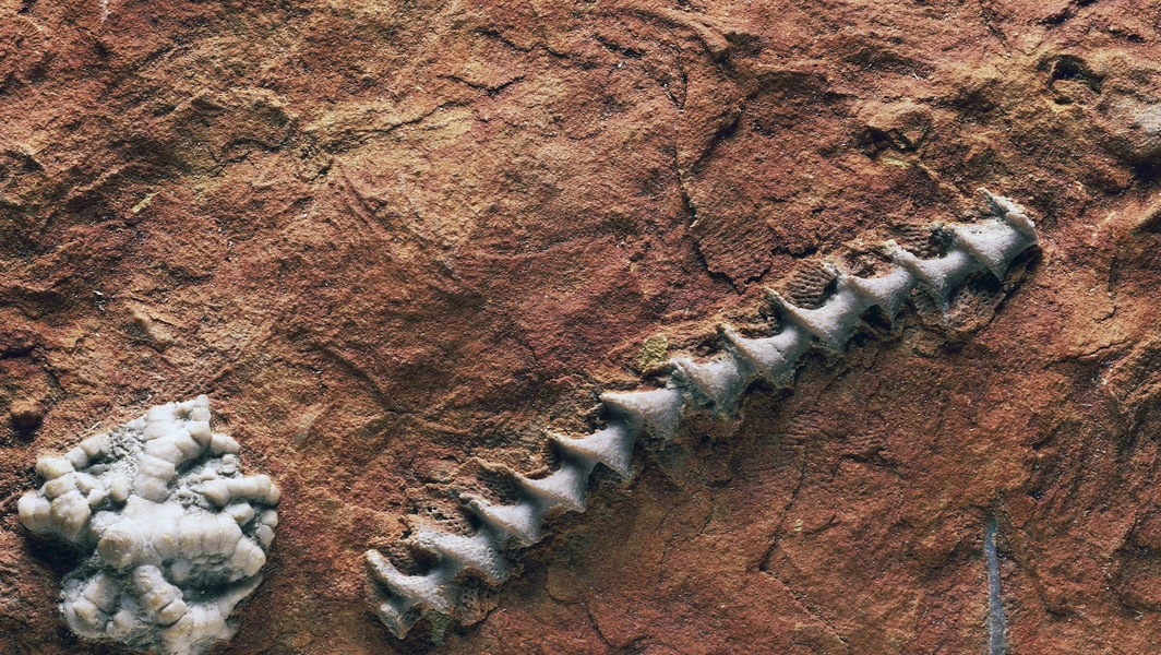 Cambrian fossils confirm bryozoans’ presence 520 million years ago