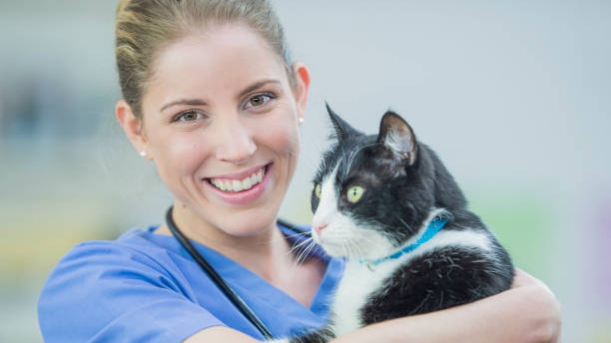 Veterinary experts reveal the core vaccines every cat should receive