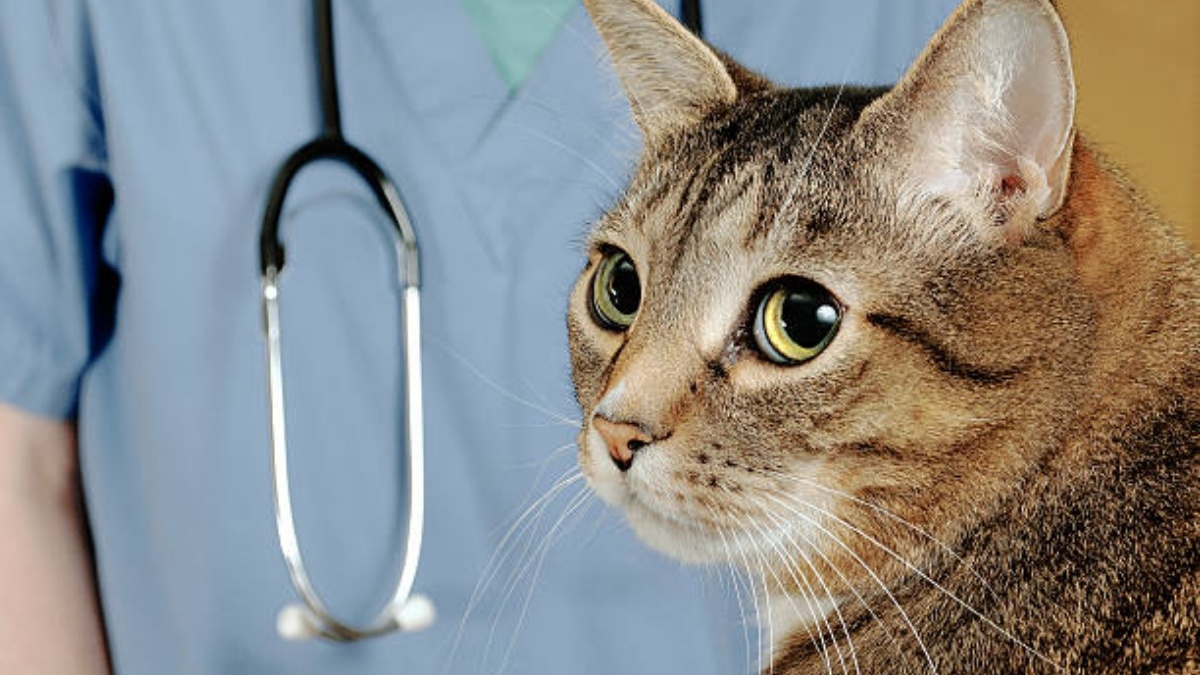 Veterinary experts reveal the core vaccines every cat should receive