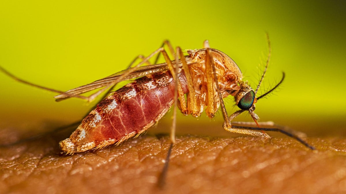 UNLV mosquito lab: No local mosquitoes have tested positive for West ...