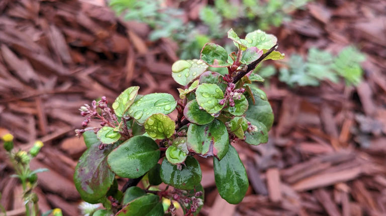 Not hostas, not begonias: The 'lovely' ground cover that's great for ...