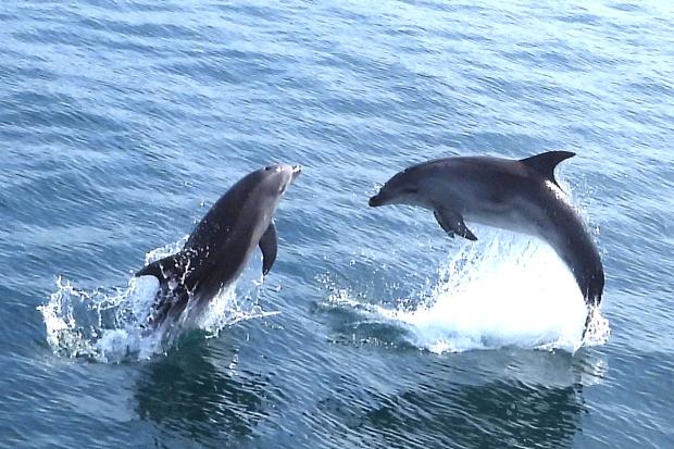 Dolphins put on spectacular show off Dorset coast