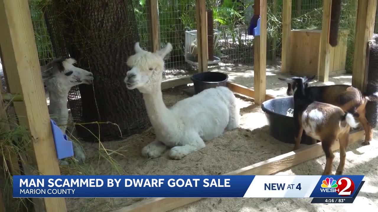 Man scammed by dwarf goat sale in Marion County