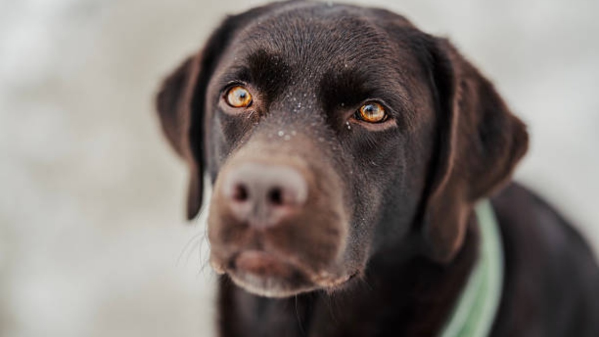Veterinarians reveal what dogs actually see when they look into your ...