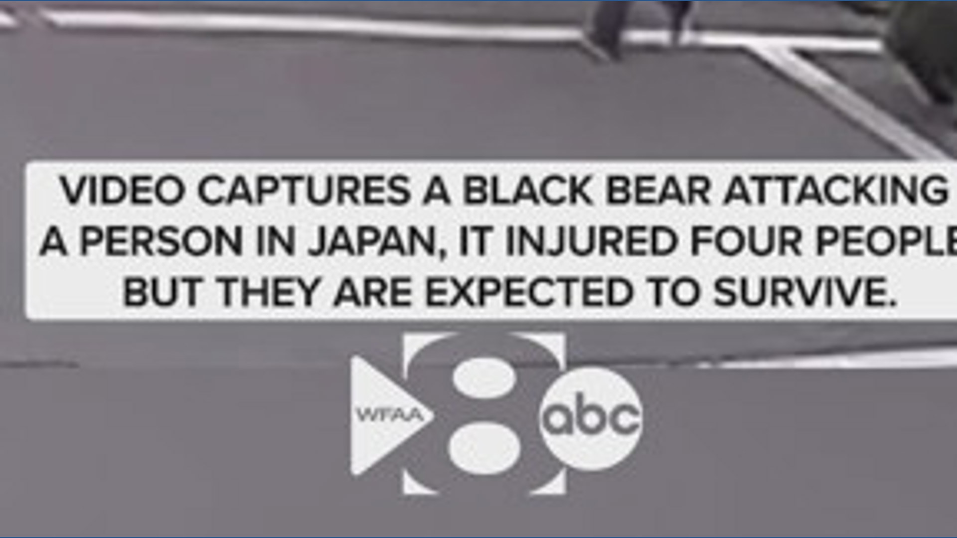 Japan bear attack caught on camera