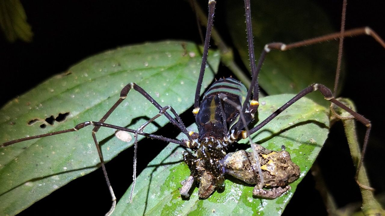 Daddy longlegs may be capturing and devouring frogs in the tropical ...