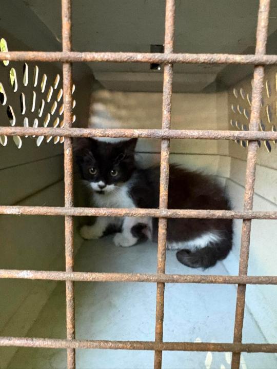Hanahan Animal Control investigating after kitten thrown from car window