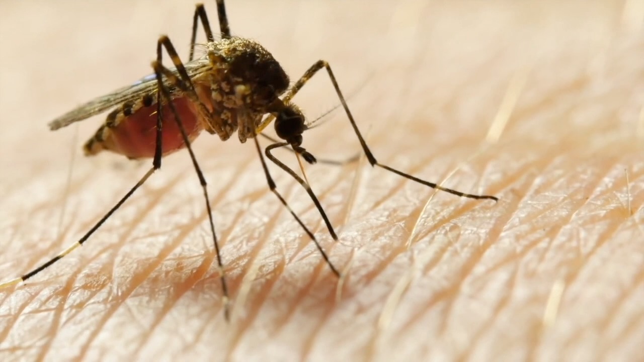 As mosquito season peaks, a pest control expert offers prevention tips