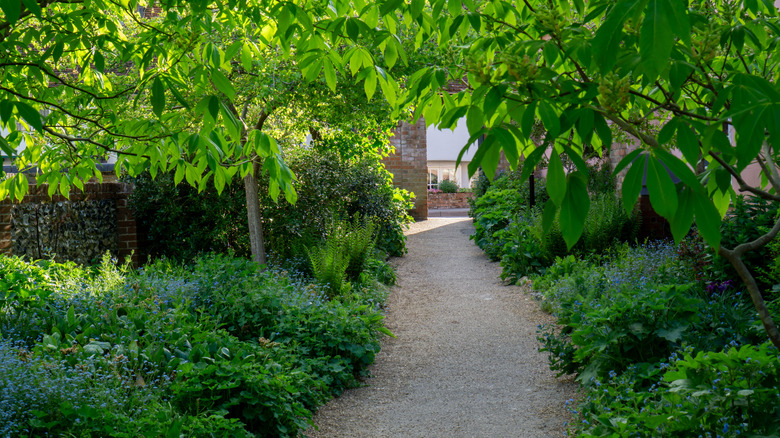 Not hostas, not begonias: The 'lovely' ground cover that's great for ...