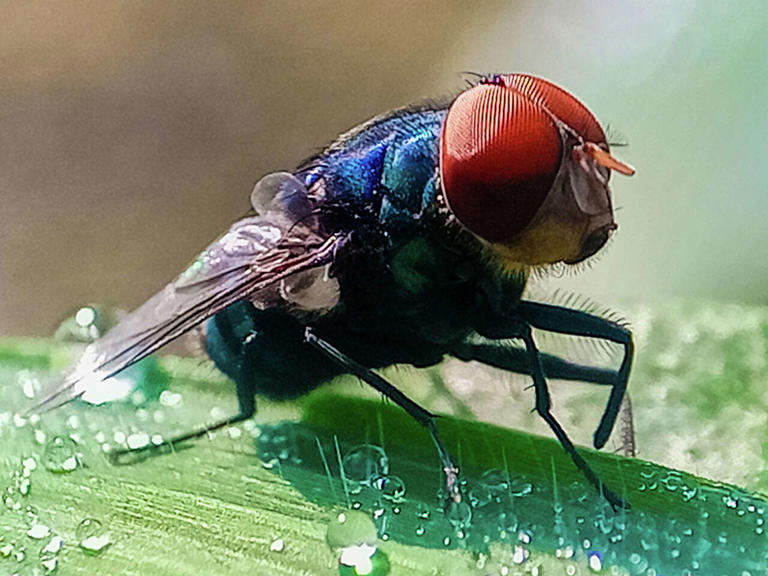 New World screwworm may have been detected in South Texas