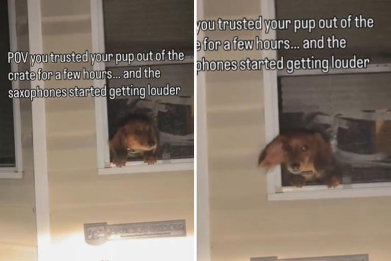 Owner left anxious puppy home alone, then discovered the damage