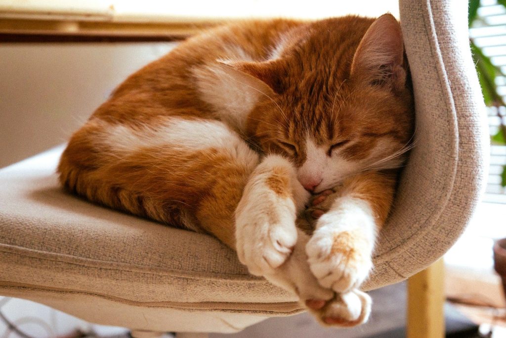 Experts warn that many indoor cats may secretly be unhappy