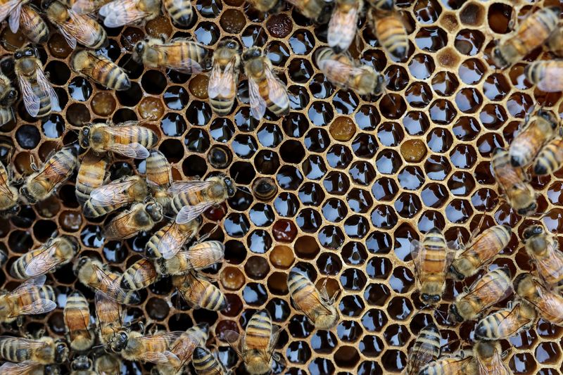A South Korean beekeeper counts the cost of climate change