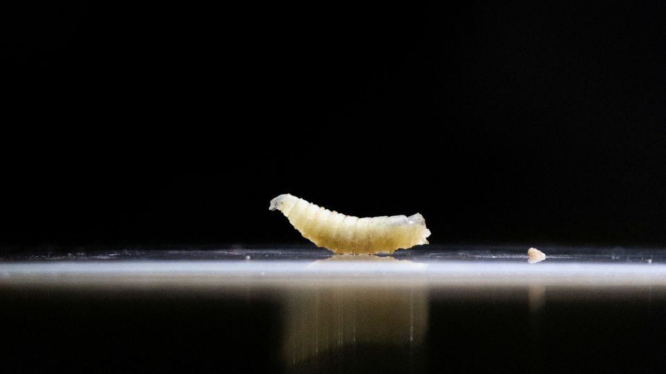 Flesh-eating New World screwworm detected in Texas calf, USDA says ...