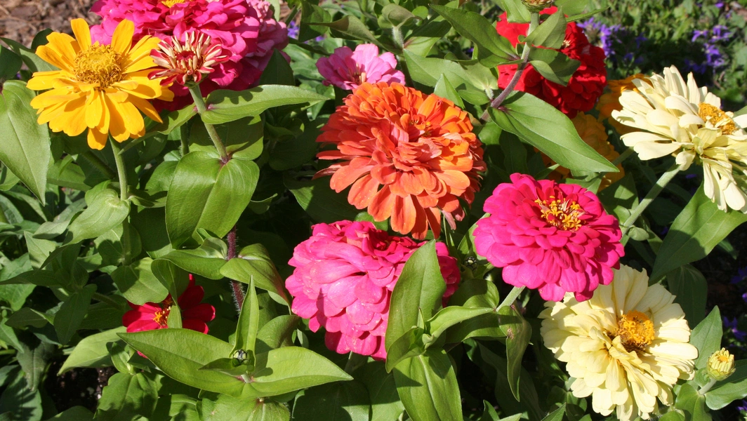 Grow zinnias and ranunculus like a pro