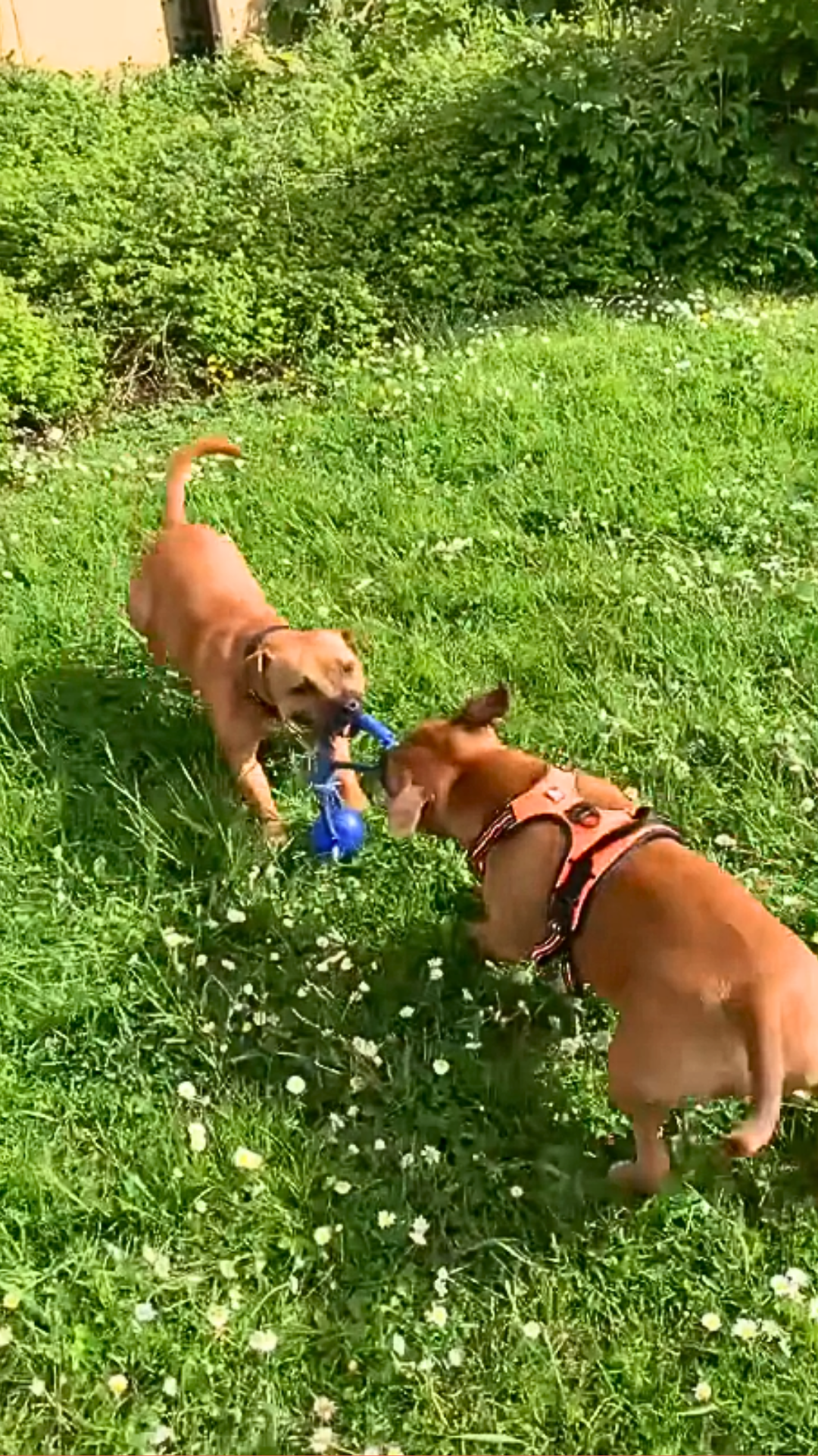 Ragnar et Nala dansent une valse adorable