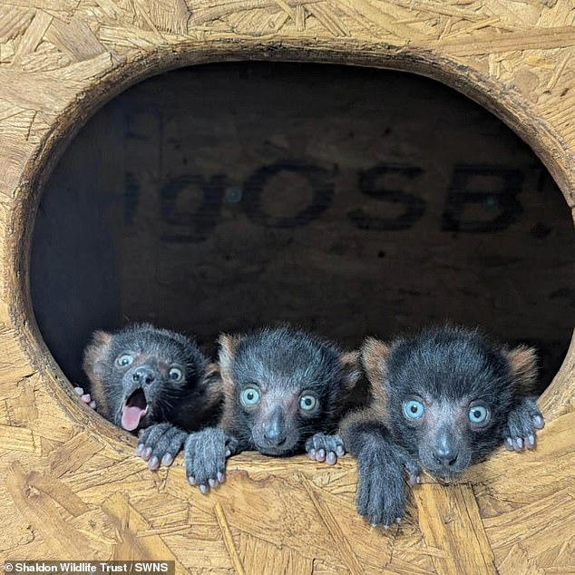 Quad almighty! Critically endangered lemur welcomes four healthy pups ...