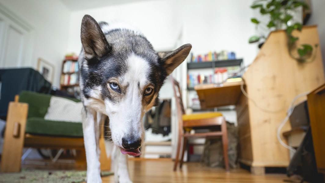 Dog sitting tips for happy pups and owners