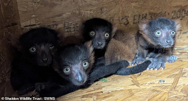 Quad almighty! Critically endangered lemur welcomes four healthy pups ...